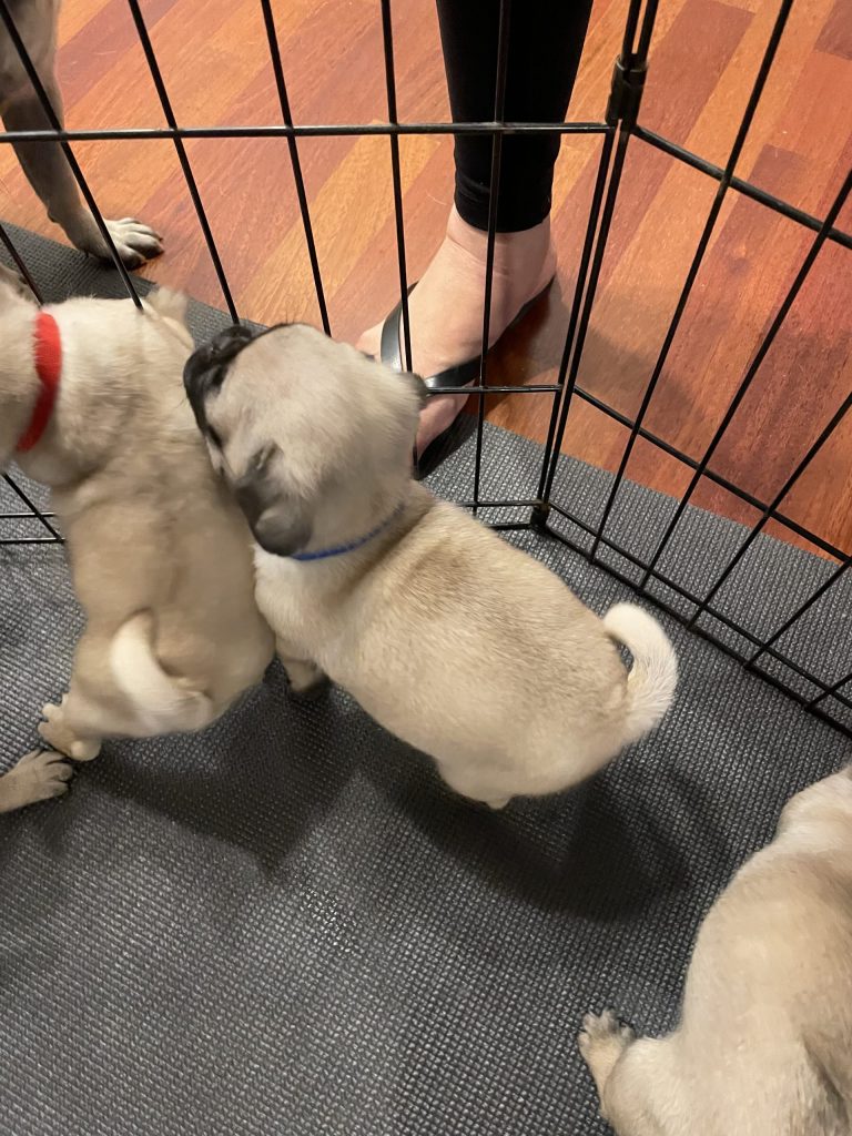 Litters – Pug Life Puppies