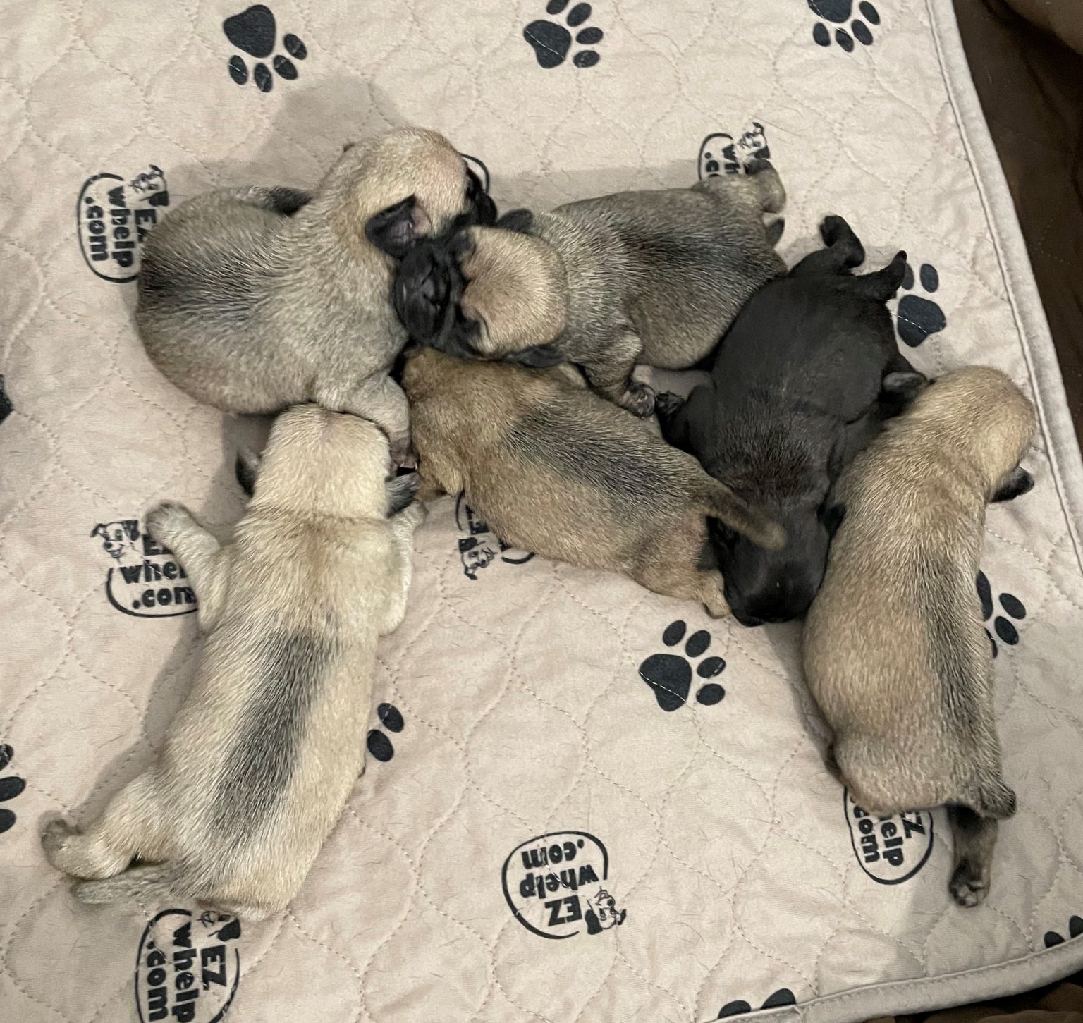 Litters – Pug Life Puppies