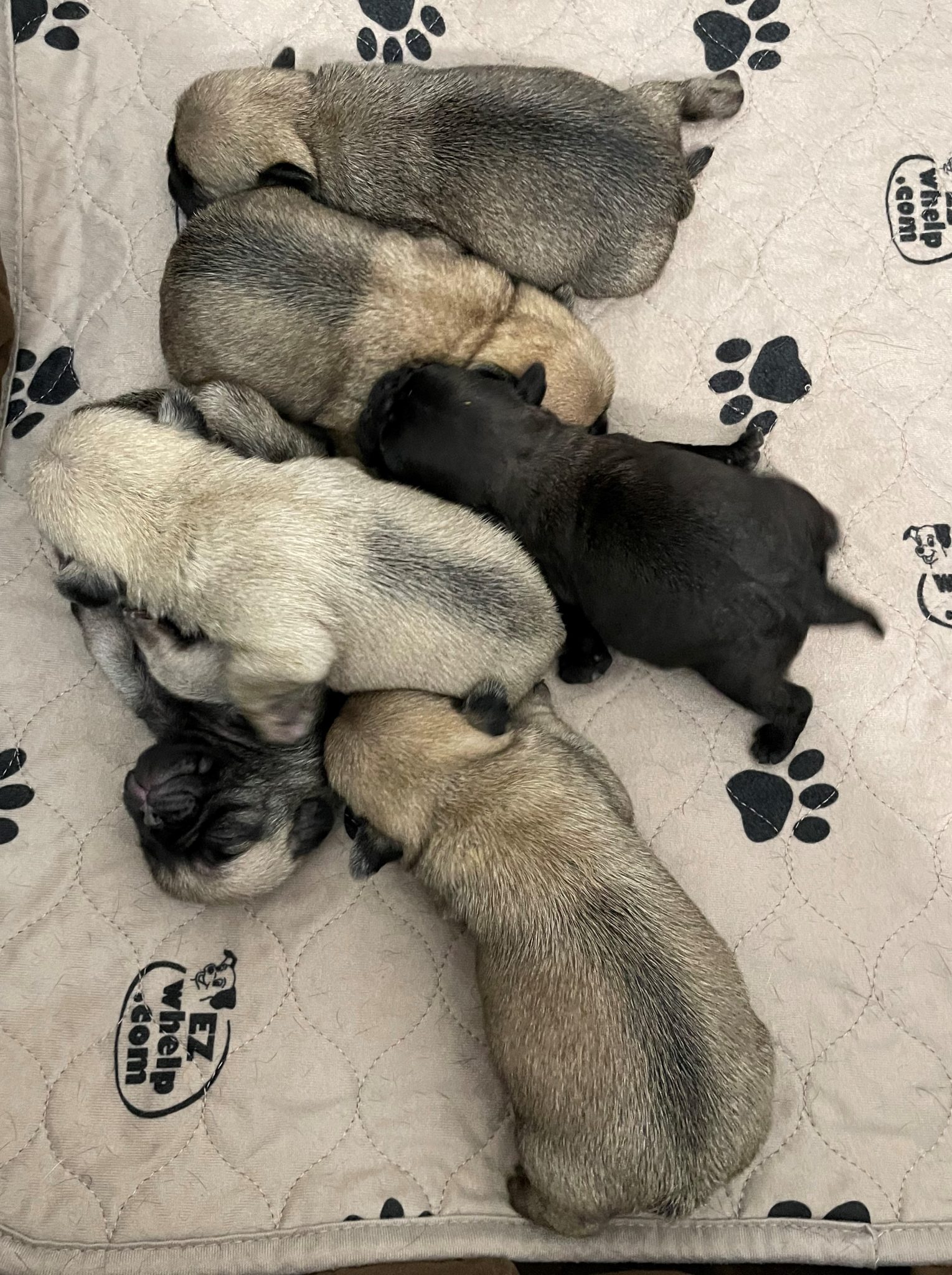 Litters – Pug Life Puppies