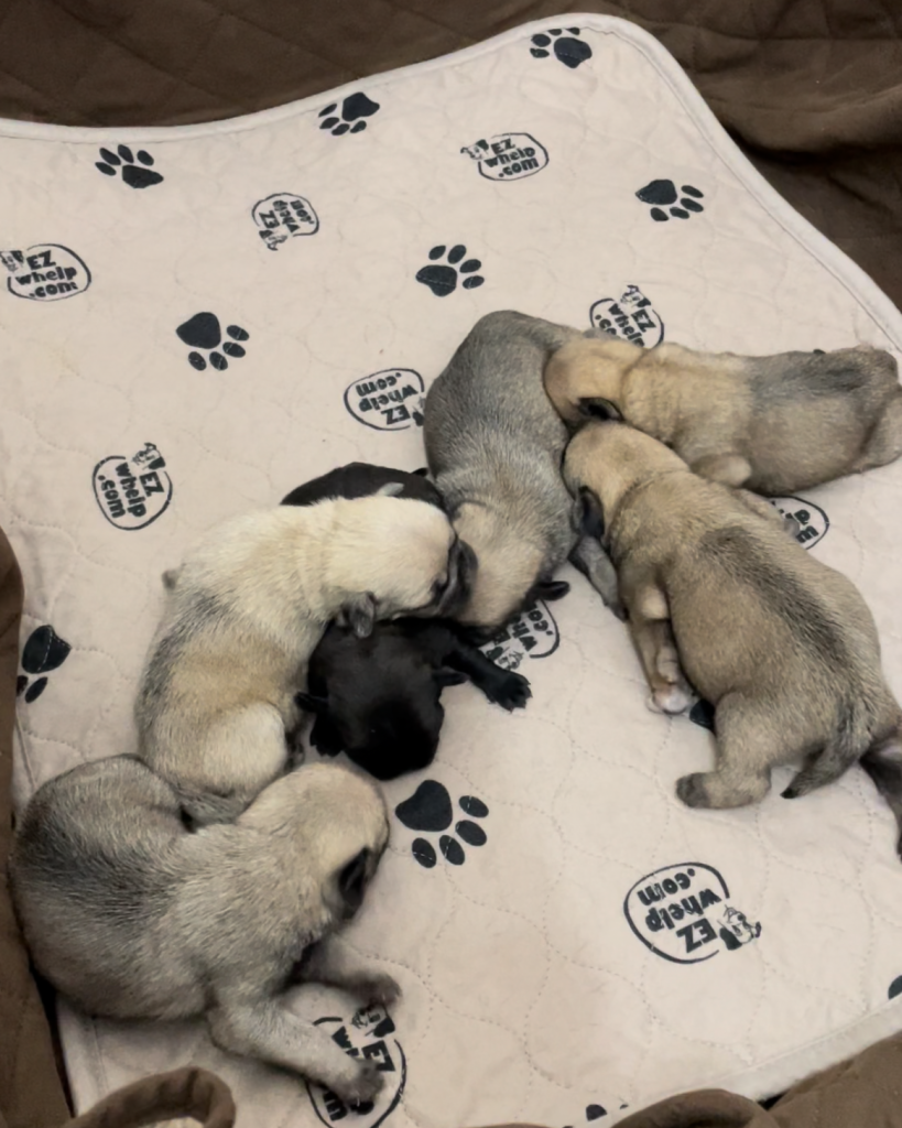 Litters – Pug Life Puppies