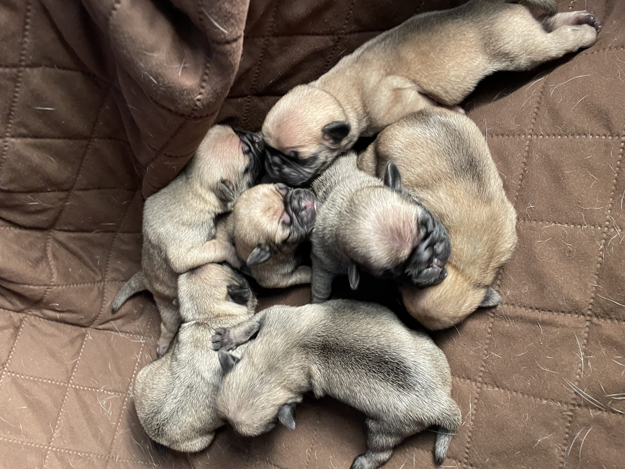 Litters – Pug Life Puppies