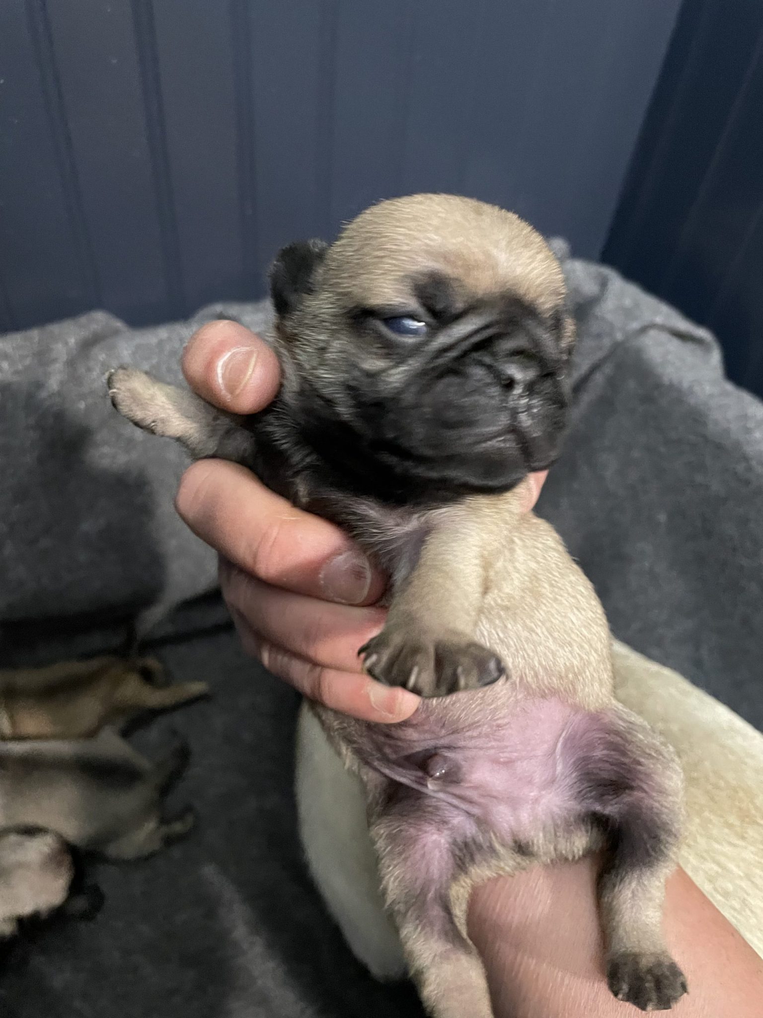 Litters – Pug Life Puppies