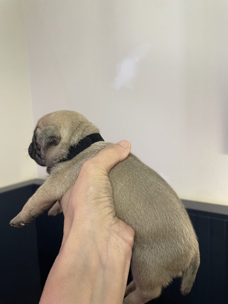 Litters – Pug Life Puppies