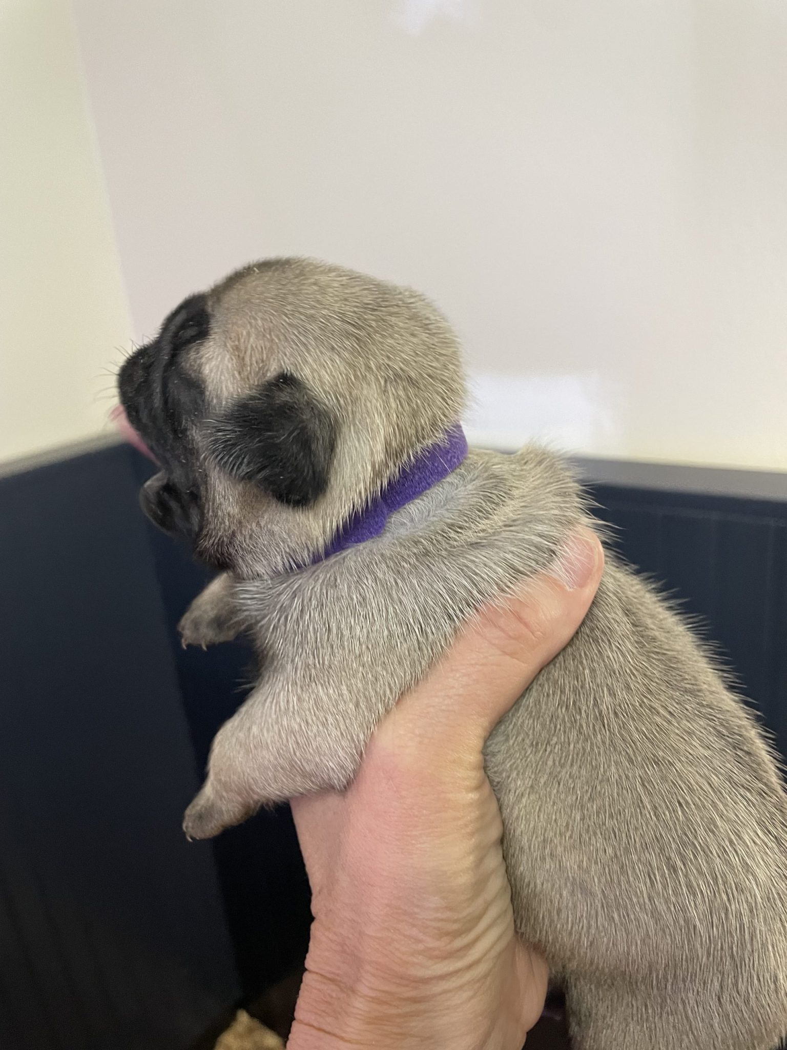 Litters – Pug Life Puppies