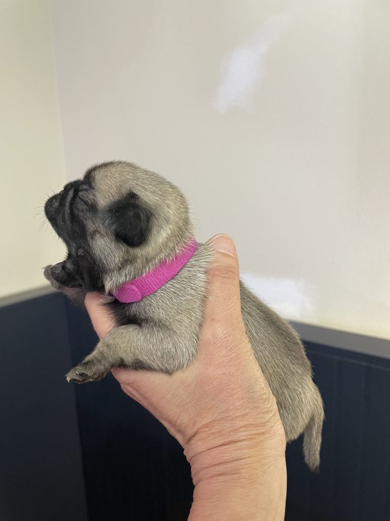 Litters – Pug Life Puppies