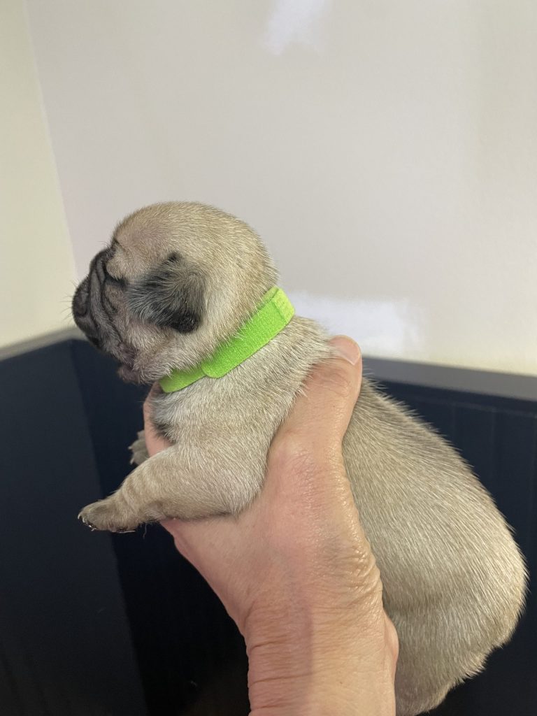 Litters – Pug Life Puppies