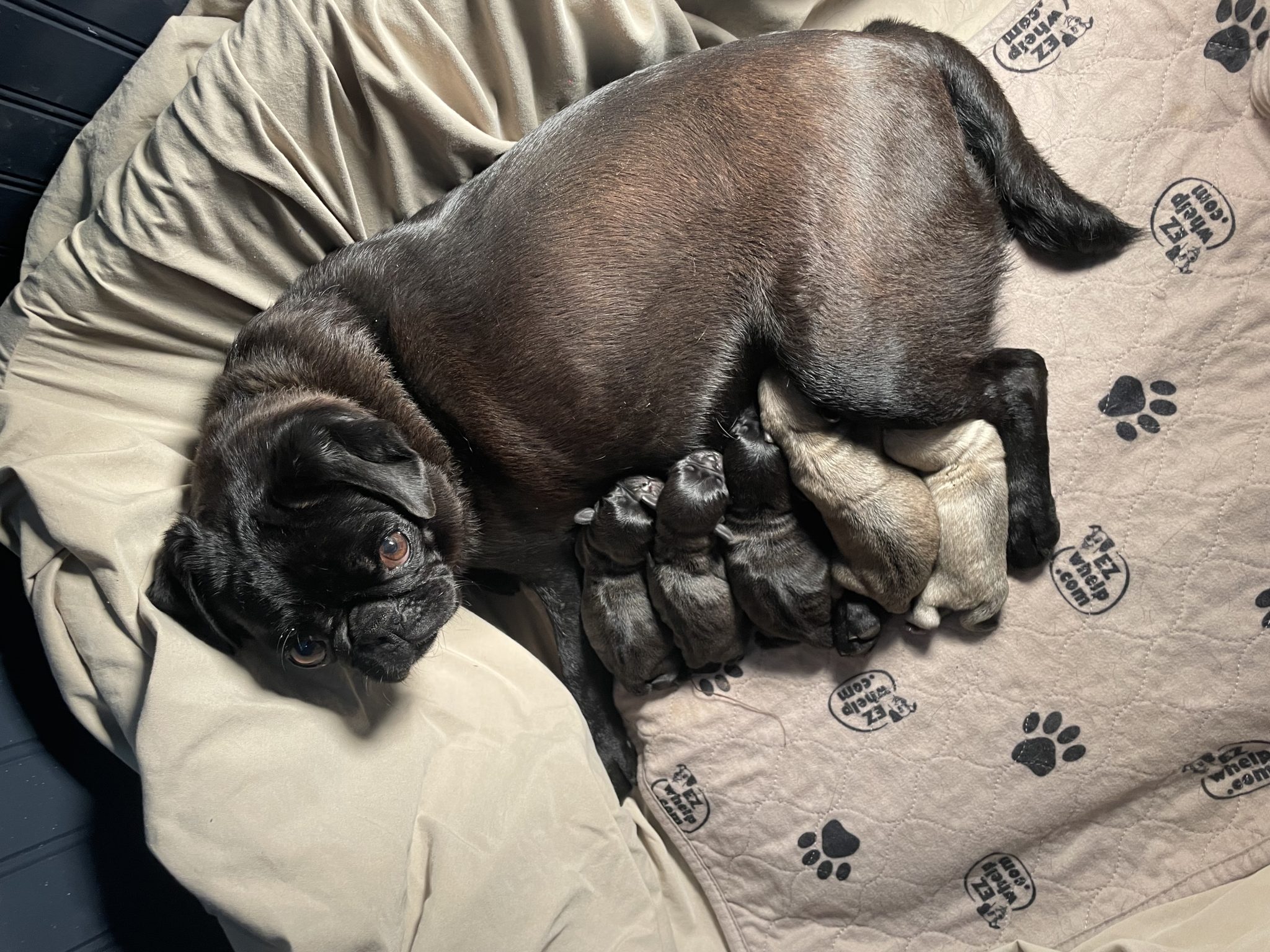 Litters – Pug Life Puppies